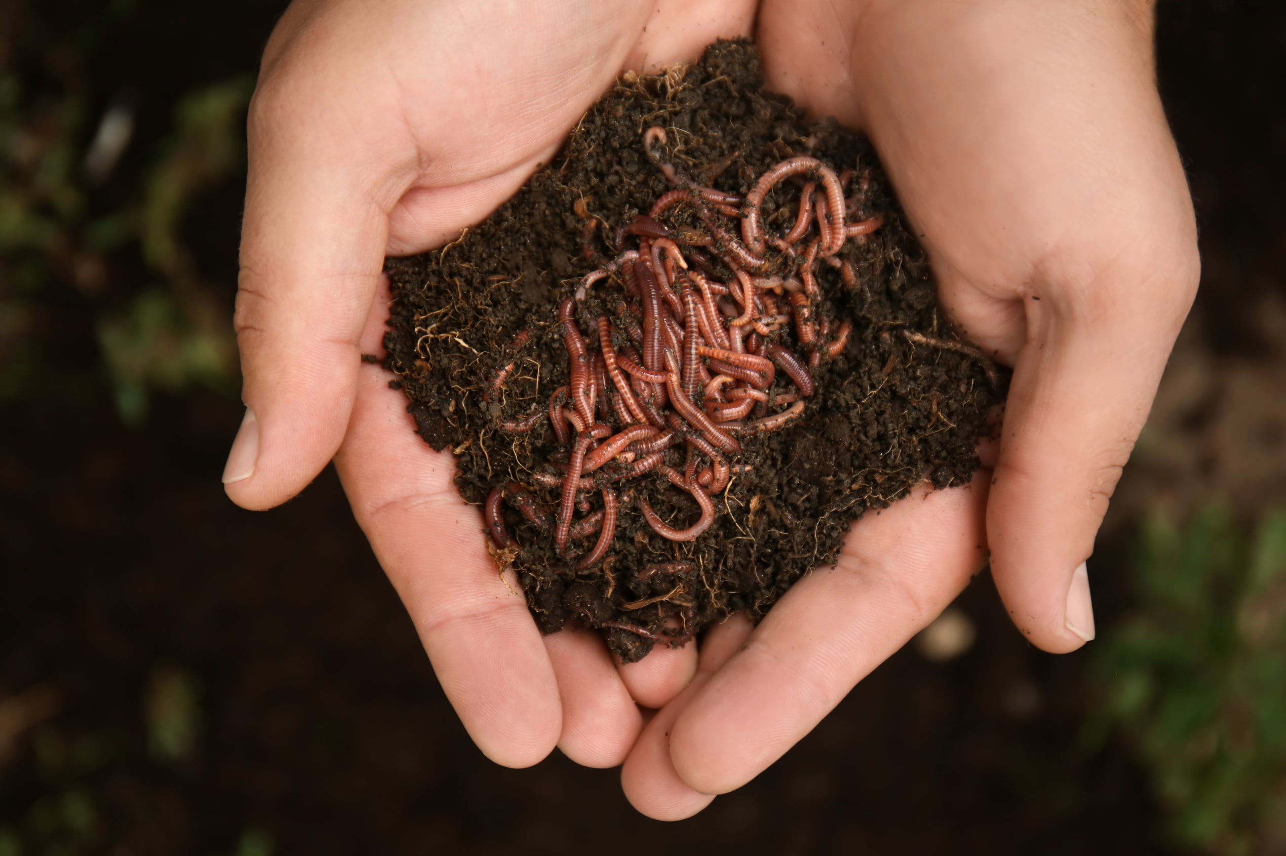 "Nature's Fungicide: Vermicompost and Its Derivatives as Potent Anti ...