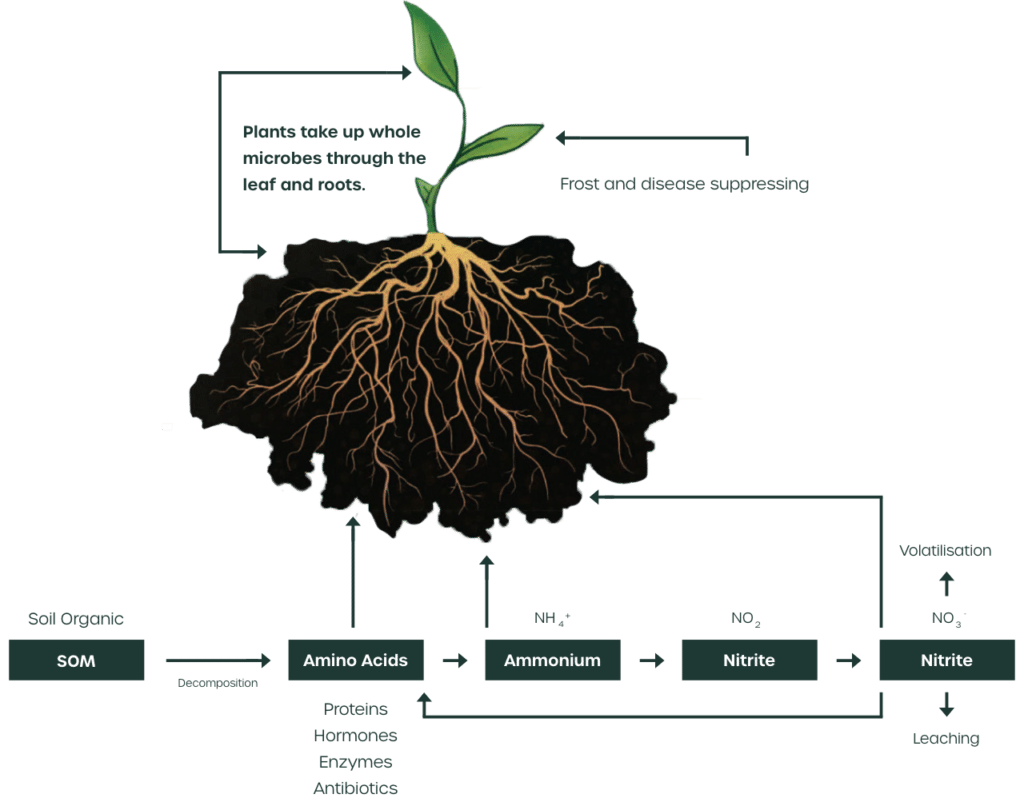 The Science of NutriSoil - NutriSoil